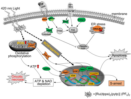 A Photoactivated Ru (II) Polypyridine Complex Induced Oncotic Necrosis ...