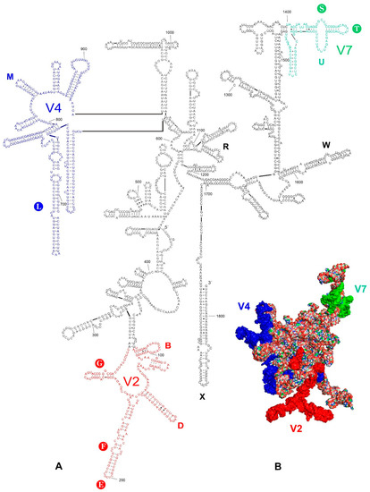 Molecular Apomorphies in the Secondary and Tertiary Structures of ...