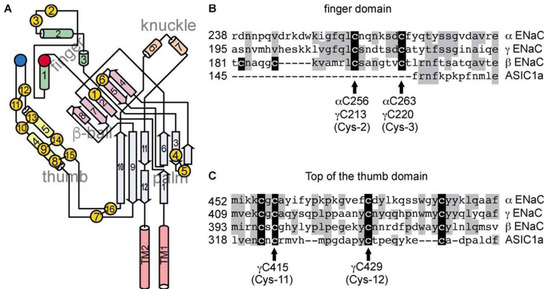 The Epithelial Sodium Channel—An Underestimated Drug Target