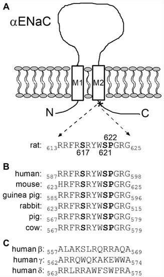The Epithelial Sodium Channel—An Underestimated Drug Target