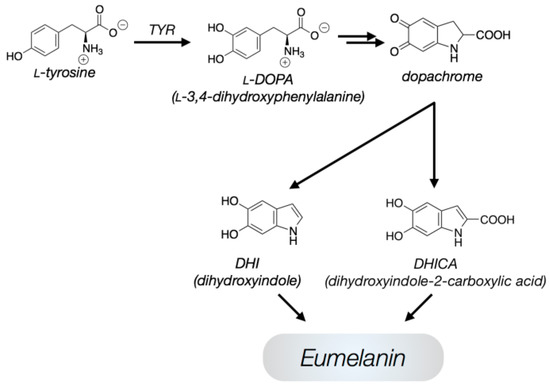Prominent Roles and Conflicted Attitudes of Eumelanin in the Living World