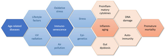 Inflammaging and Immunosenescence as Part of Skin Aging—A Narrative Review