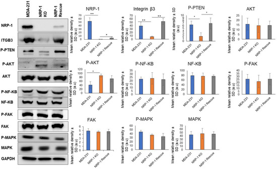 Neuropilin-1 Knockout and Rescue Confirms Its Role to Promote ...