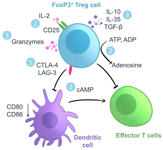 Enhancing Regulatory T Cells to Treat Inflammatory and Autoimmune Diseases
