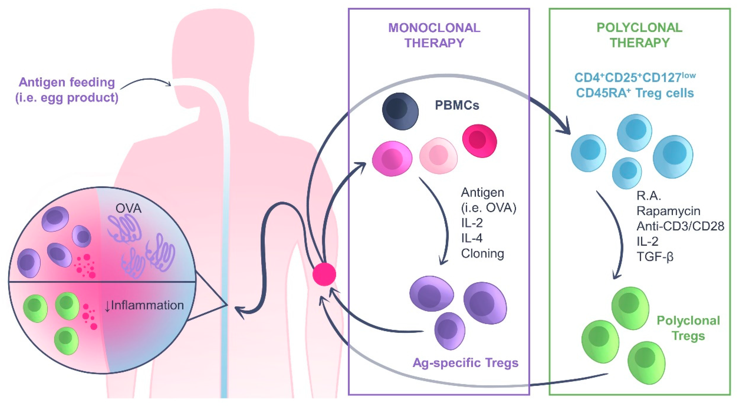 Ijms Free Full Text Enhancing Regulatory T Cells To Treat