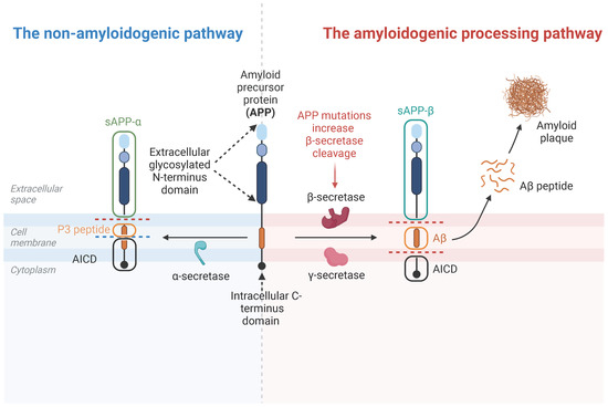 APP in the Neuromuscular Junction for the Development of Sarcopenia and ...