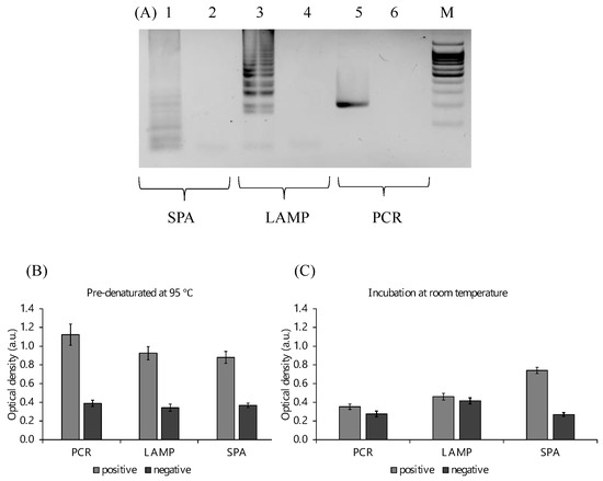 Visual Detection of Stem-Loop Primer Amplification (SPA) Products ...