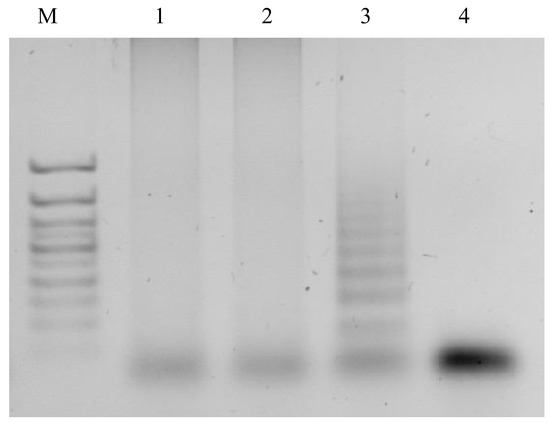 Visual Detection of Stem-Loop Primer Amplification (SPA) Products ...