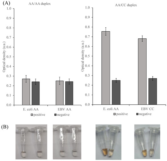 Visual Detection of Stem-Loop Primer Amplification (SPA) Products ...