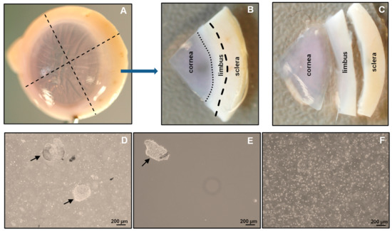 Efficient Isolation and Expansion of Limbal Melanocytes for Tissue ...