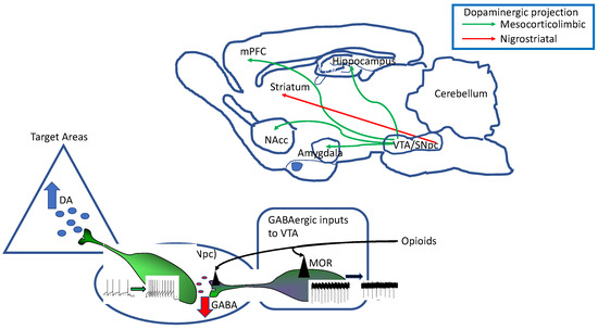 IJMS | Free Full-Text | Molecular and Epigenetic Aspects of Opioid Receptors in Drug Addiction ...