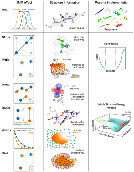 IJMS | Free Full-Text | Recent Advances in NMR Protein Structure ...