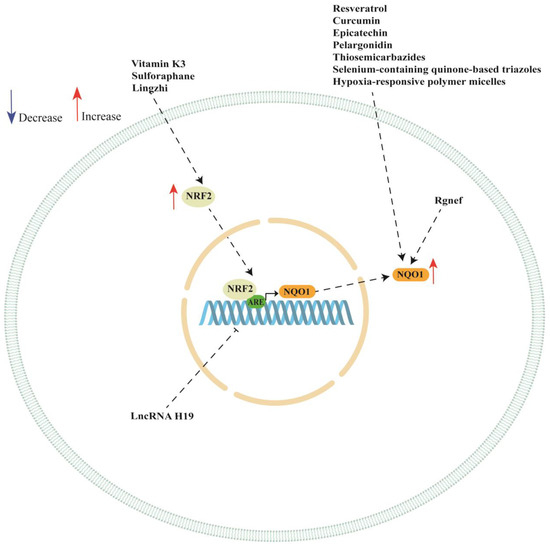 The Role of NQO1 in Ovarian Cancer