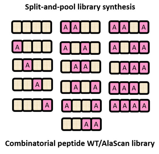 IJMS | Free Full-Text | Targeting Protein–Protein Interfaces with Peptides: The Contribution of ...