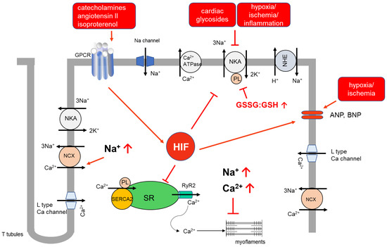 Hypoxic Stress-Dependent Regulation of Na,K-ATPase in Ischemic Heart ...