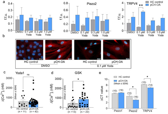 IJMS | Free Full-Text | Activation of the Mechanosensitive Ion Channels Piezo1 and TRPV4 in ...