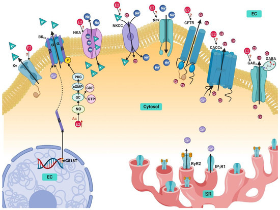 Estrogenic Modulation of Ionic Channels, Pumps and Exchangers in Airway ...