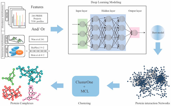 IJMS | Free Full-Text | Identification of Protein Complexes by ...