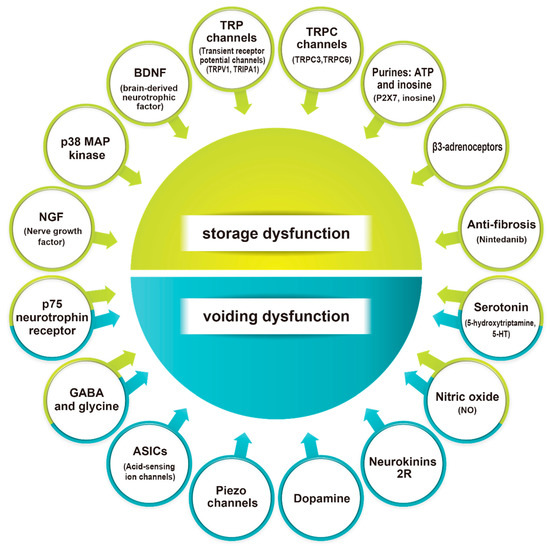 Molecular Mechanisms of Neurogenic Lower Urinary Tract Dysfunction ...