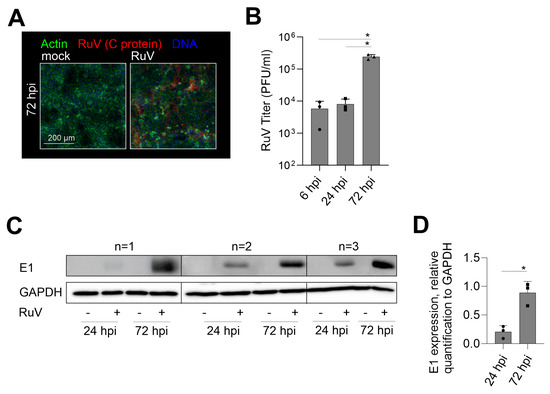 Dissecting Rubella Placental Infection in an In Vitro Trophoblast Model
