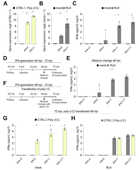 Dissecting Rubella Placental Infection in an In Vitro Trophoblast Model