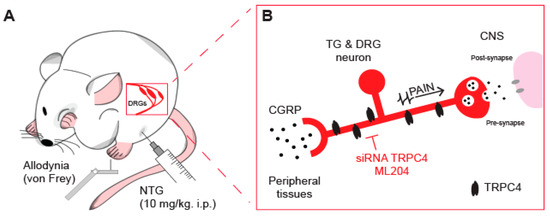 Targeting Nociceptive Neurons and Transient Receptor Potential Channels ...