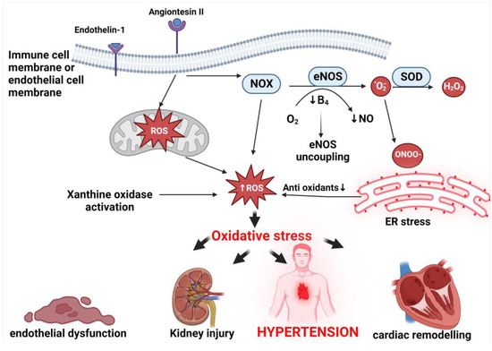 Mechanisms of Oxidative Stress in Metabolic Syndrome