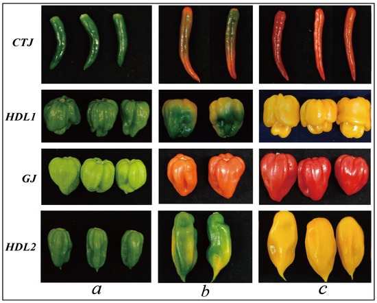 Analysis of Volatile Aroma Components and Regulatory Genes in Different ...