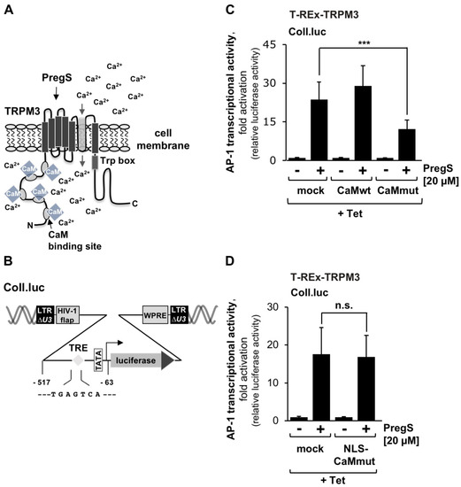 Calmodulin Regulates Transient Receptor Potential TRPM3 and TRPM8 ...