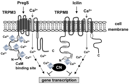 IJMS | Free Full-Text | Calmodulin Regulates Transient Receptor ...