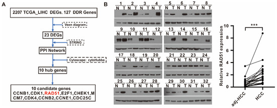 RAD51 Inhibition Shows Antitumor Activity in Hepatocellular Carcinoma