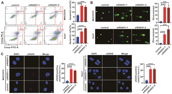 RAD51 Inhibition Shows Antitumor Activity in Hepatocellular Carcinoma