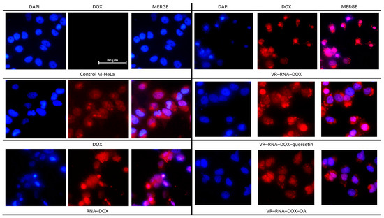 Emergence of Nanoscale Drug Carriers through Supramolecular Self ...