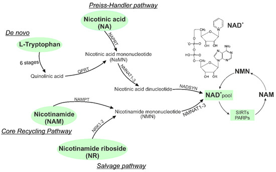 The Role of NAD+, SIRTs Interactions in Stimulating and Counteracting ...
