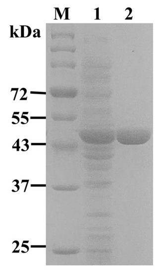 Computational Insights and In Silico Characterization of a Novel Mini ...