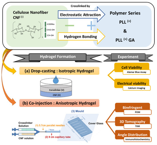 Injectable Hydrogel Guides Neurons Growth with Specific Directionality