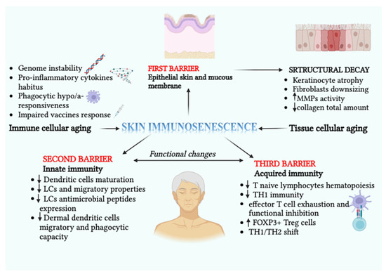 Immunosenescence and Skin: A State of Art of Its Etiopathogenetic Role and Crucial Watershed for ...