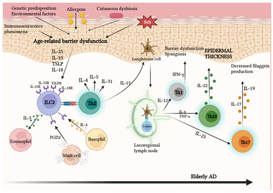 Immunosenescence and Skin: A State of Art of Its Etiopathogenetic Role ...