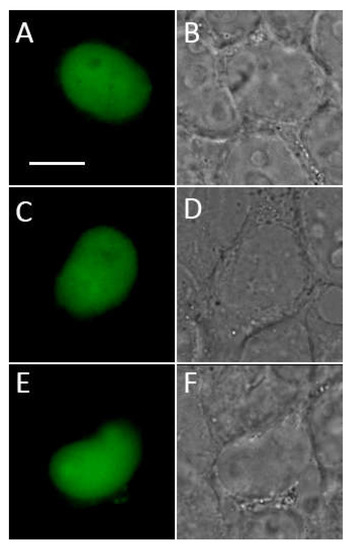 NanoLuc Luciferase as a Fluorogen-Activating Protein for GFP ...