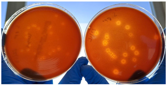 IJMS | Free Full-Text | Use of Blood Powder (Ground and Irradiated) for ...