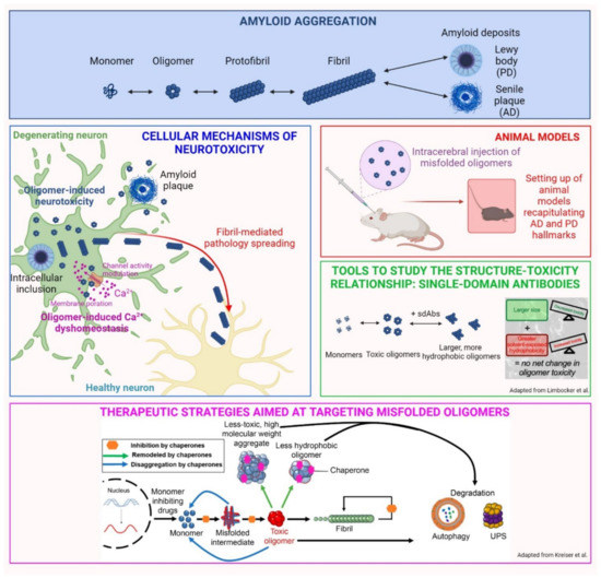 The Toxicity of Protein Aggregates: New Insights into the Mechanisms