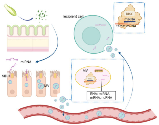 Cross-Kingdom Regulation of Plant-Derived miRNAs in Modulating Insect ...