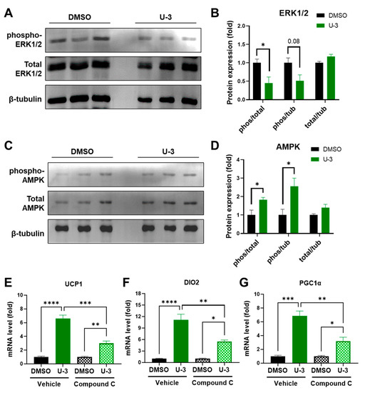U0126 Compound Triggers Thermogenic Differentiation in Preadipocytes ...