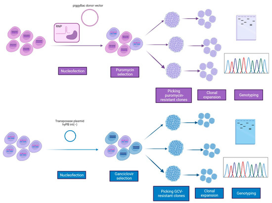CRISPR/Cas9 and piggyBac Transposon-Based Conversion of a Pathogenic ...