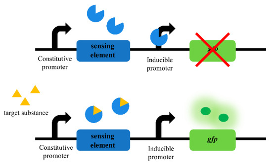 Advances in Synthetic-Biology-Based Whole-Cell Biosensors: Principles ...