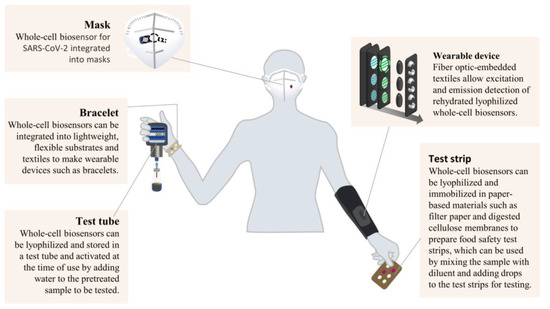 Advances in Synthetic-Biology-Based Whole-Cell Biosensors: Principles ...