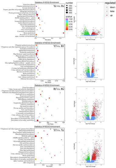Integrative Analysis of Metabolomic and Transcriptomic Data Reveals the Mechanism of Color ...