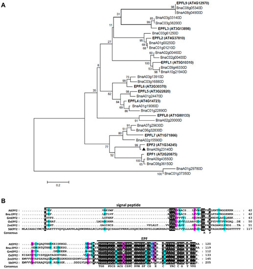 Bna.EPF2 Enhances Drought Tolerance by Regulating Stomatal Development ...