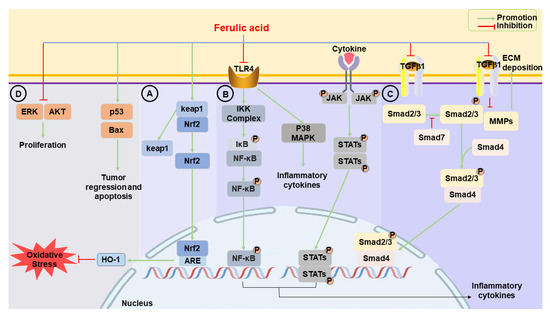 Ferulic Acid: A Review of Pharmacology, Toxicology, and Therapeutic ...