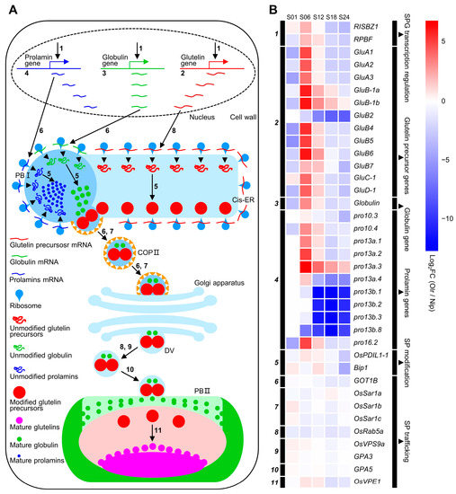 OsMADS1 Regulates Grain Quality, Gene Expressions, and Regulatory ...